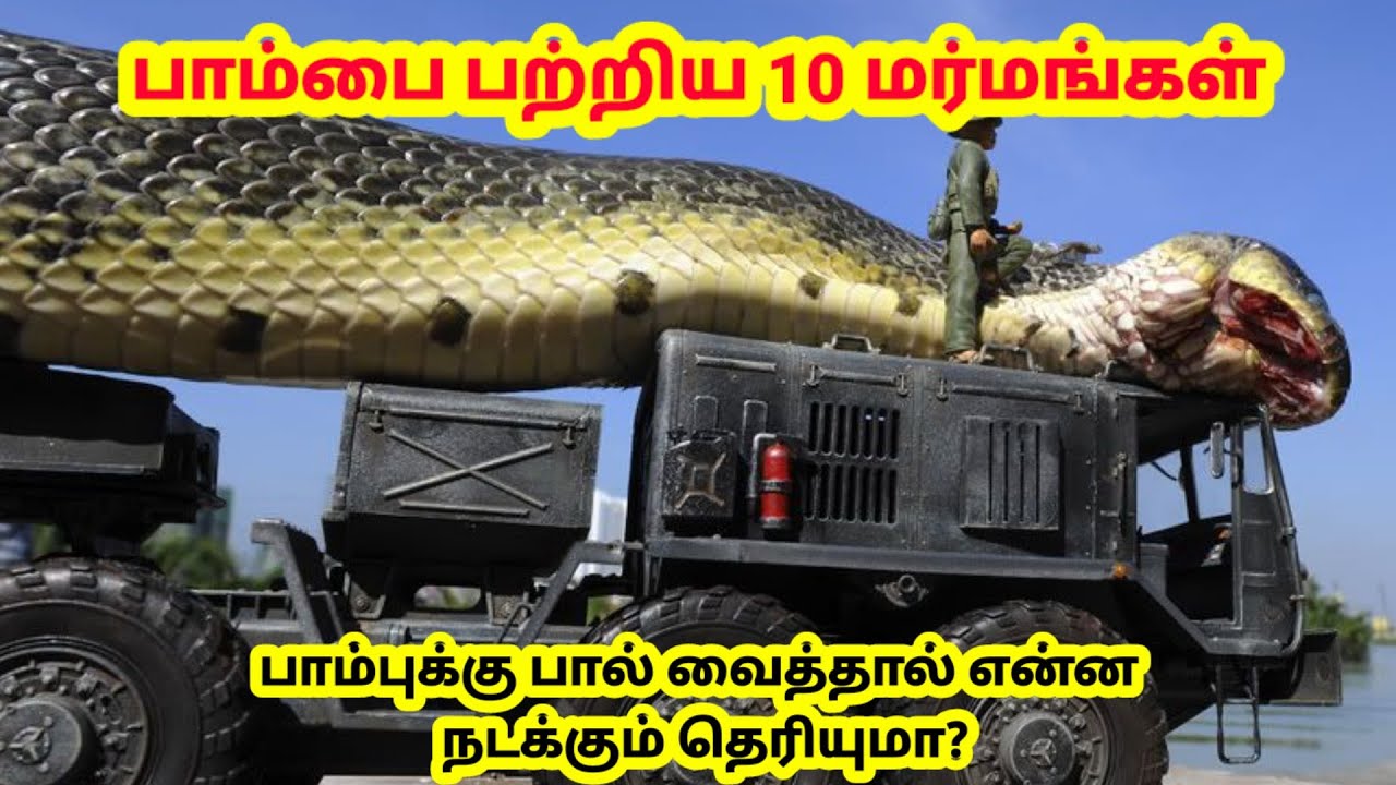 Top 10 Facts about snake | Acting Snake | Tamil Science| Tamil ...
