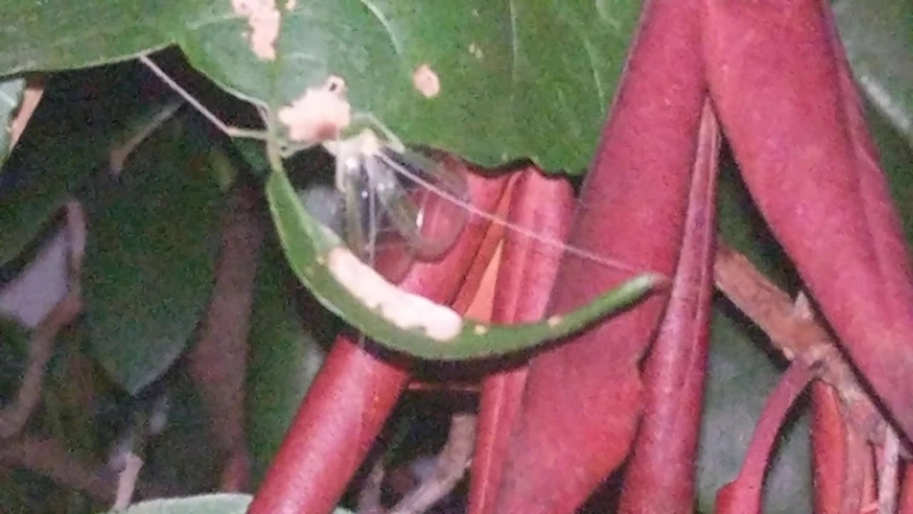 Tree cricket chirping. - YouTube