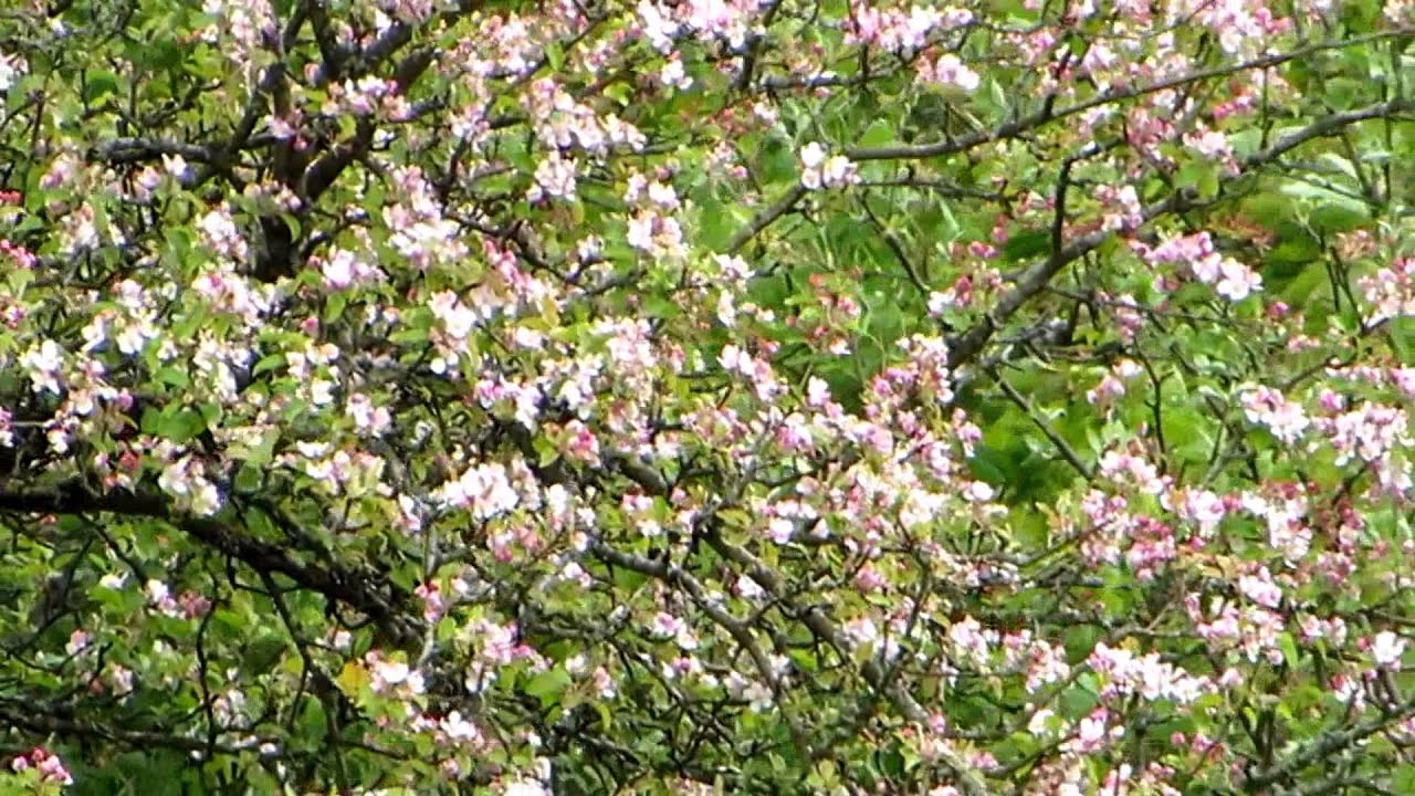 Wild Crab Apple Tree - YouTube