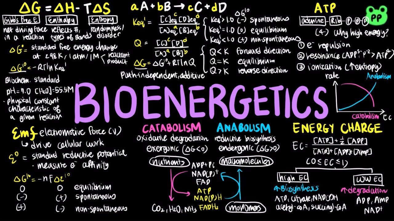 Bioenergetics | Principles of Metabolism 01 | Biochemistry | PP Notes ...