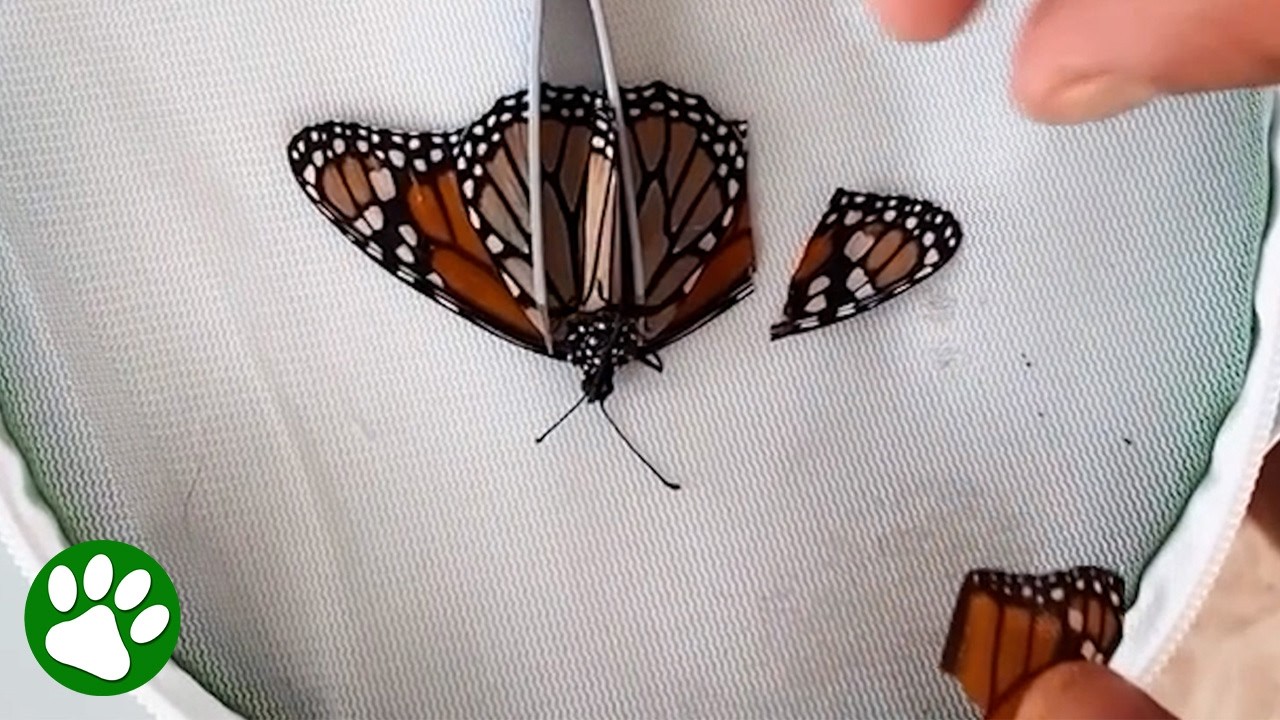 Dad Glues a Butterfly’s Wing Back On… Then She Flies Again 😲👏 - YouTube