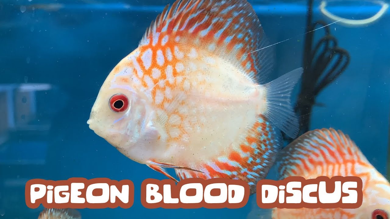 Pigeon Blood Discus Fish - YouTube