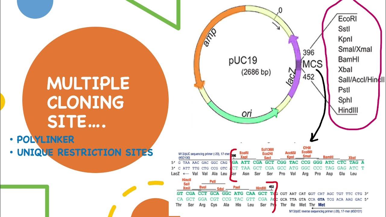LEARN RESTRICTION MAPPING FOR PLASMIDS USING SOLVED PROBLEMS & PRACTICE QUESTIONS | MAY 2021 ...