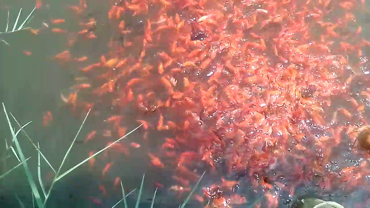 Aqua tourism by Fish World at Vaikom - YouTube