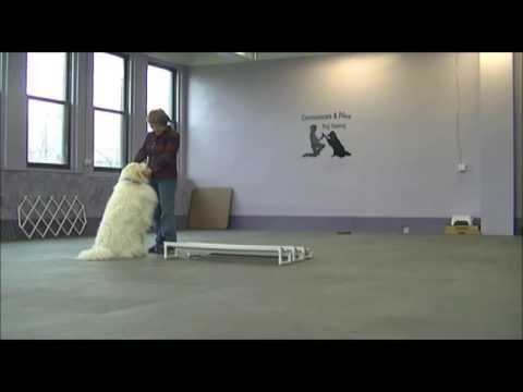 Great Pyrenees - Broad Jump - YouTube