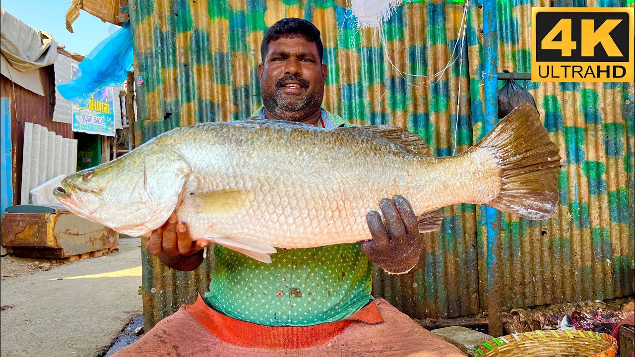 Koduva fish cutting video/Fishcuttingrs #fishcuttingrs #kasimedu #fish ...