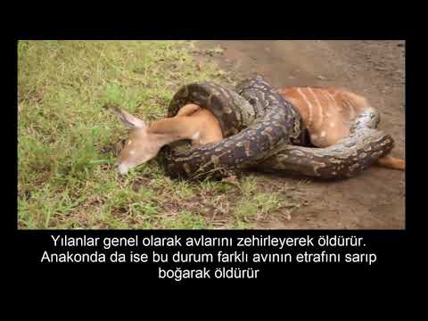 Dünyanın En Tehlikeli Hayvanı Anakonda