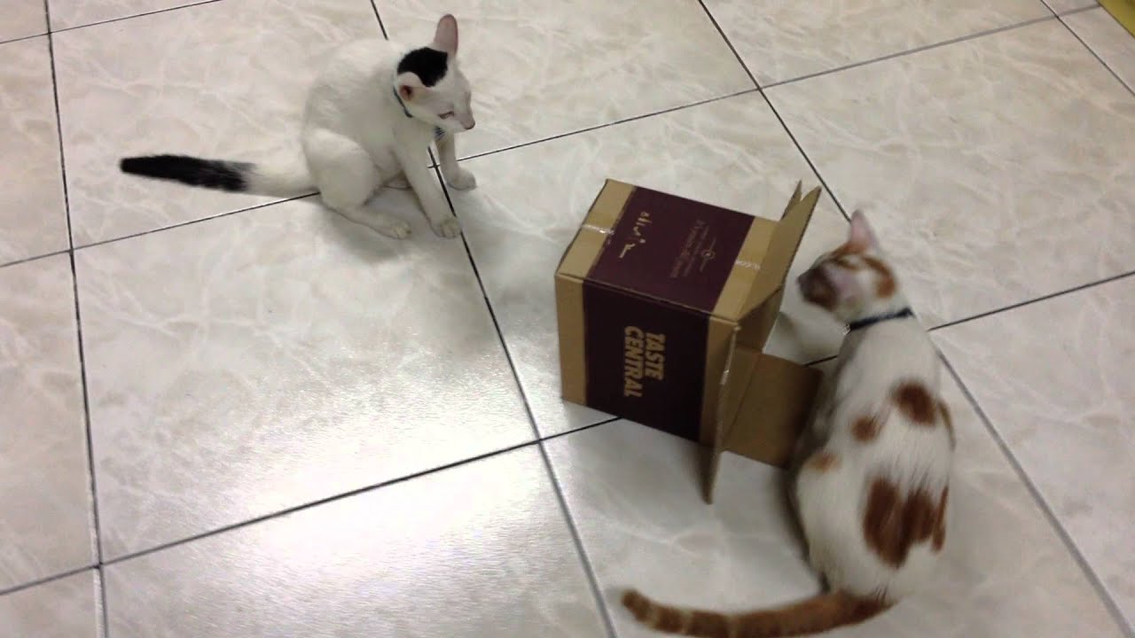 Kittens and the Box - YouTube