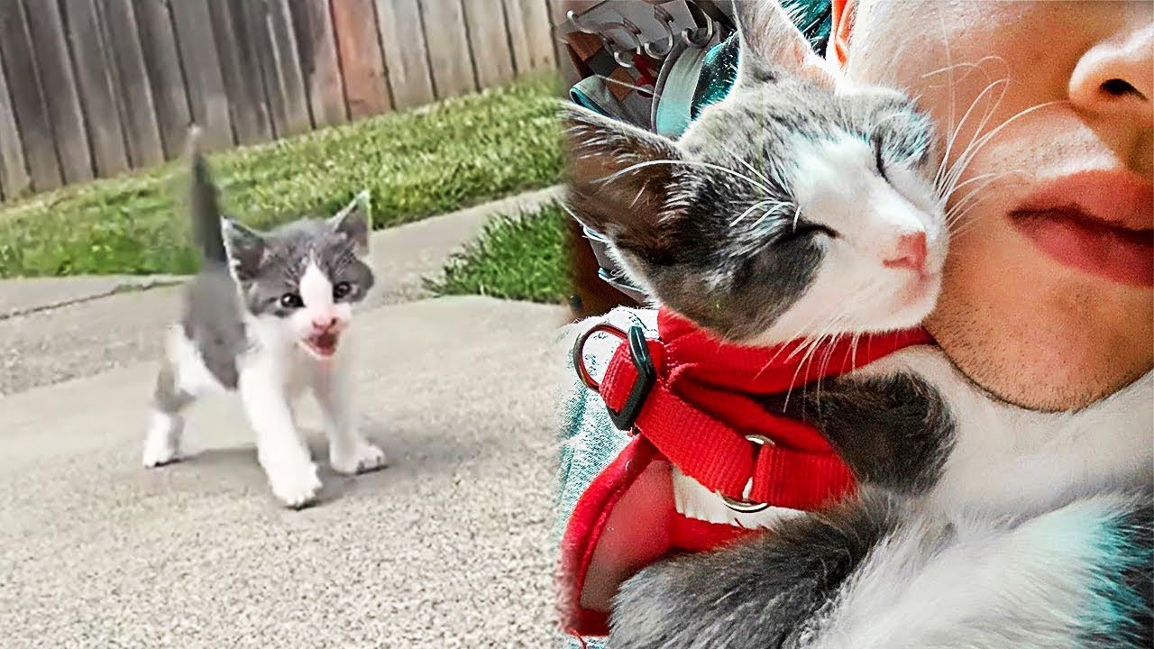 Stray Kitten Follows Man Home And Becomes His Best Friend - YouTube