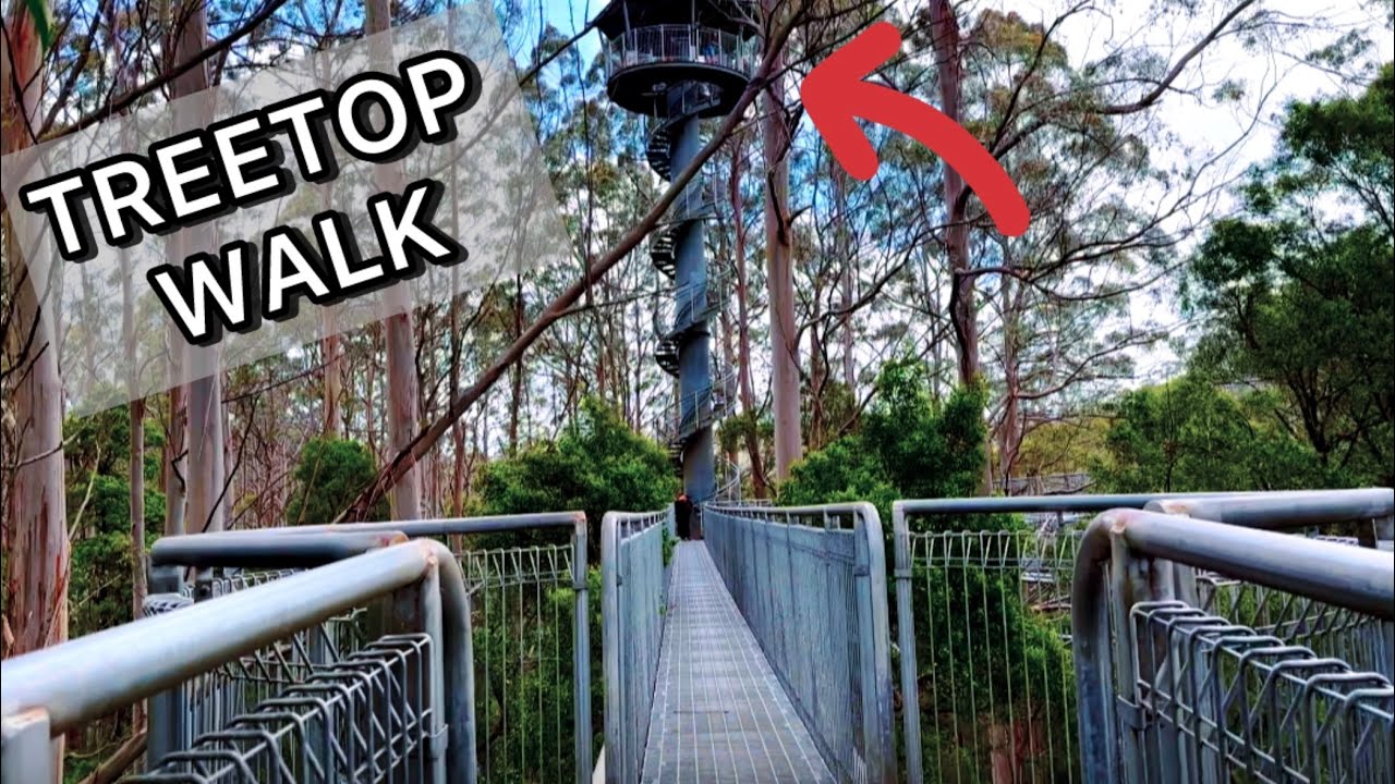 Experience the Otway Fly Treetop Walk, Beech Forest / Weeaproinah ...