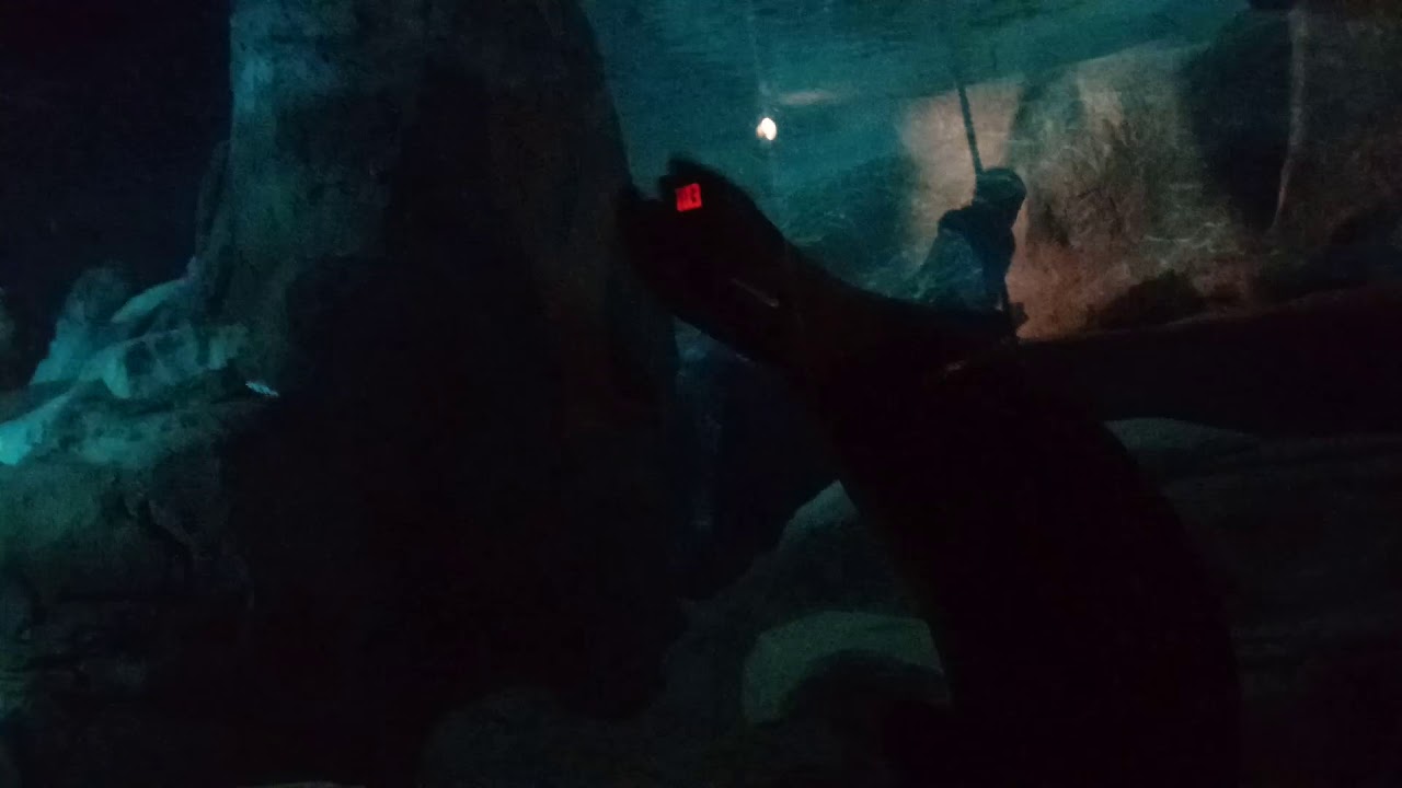 SeaWorld Orlando Wild Arctic Harbour Seal Interaction!! Jan 26th, 2019 ...