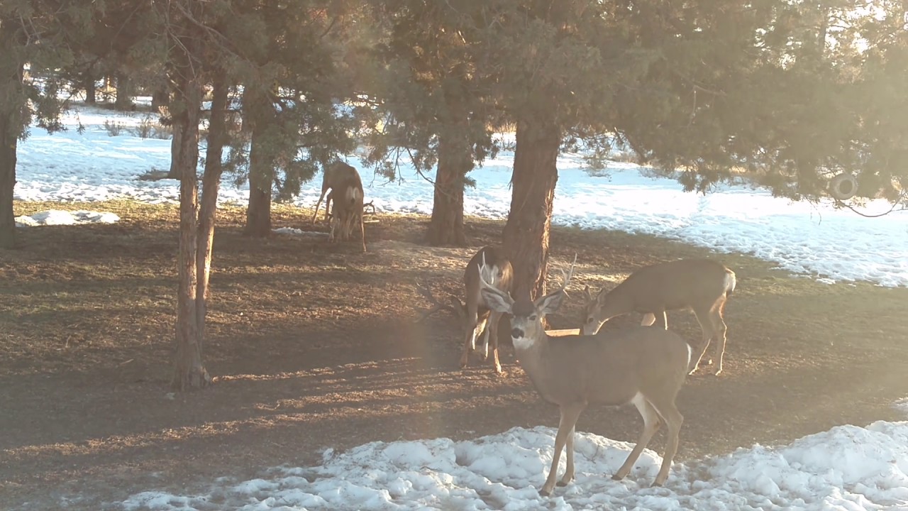Fighting Mule Deer - YouTube