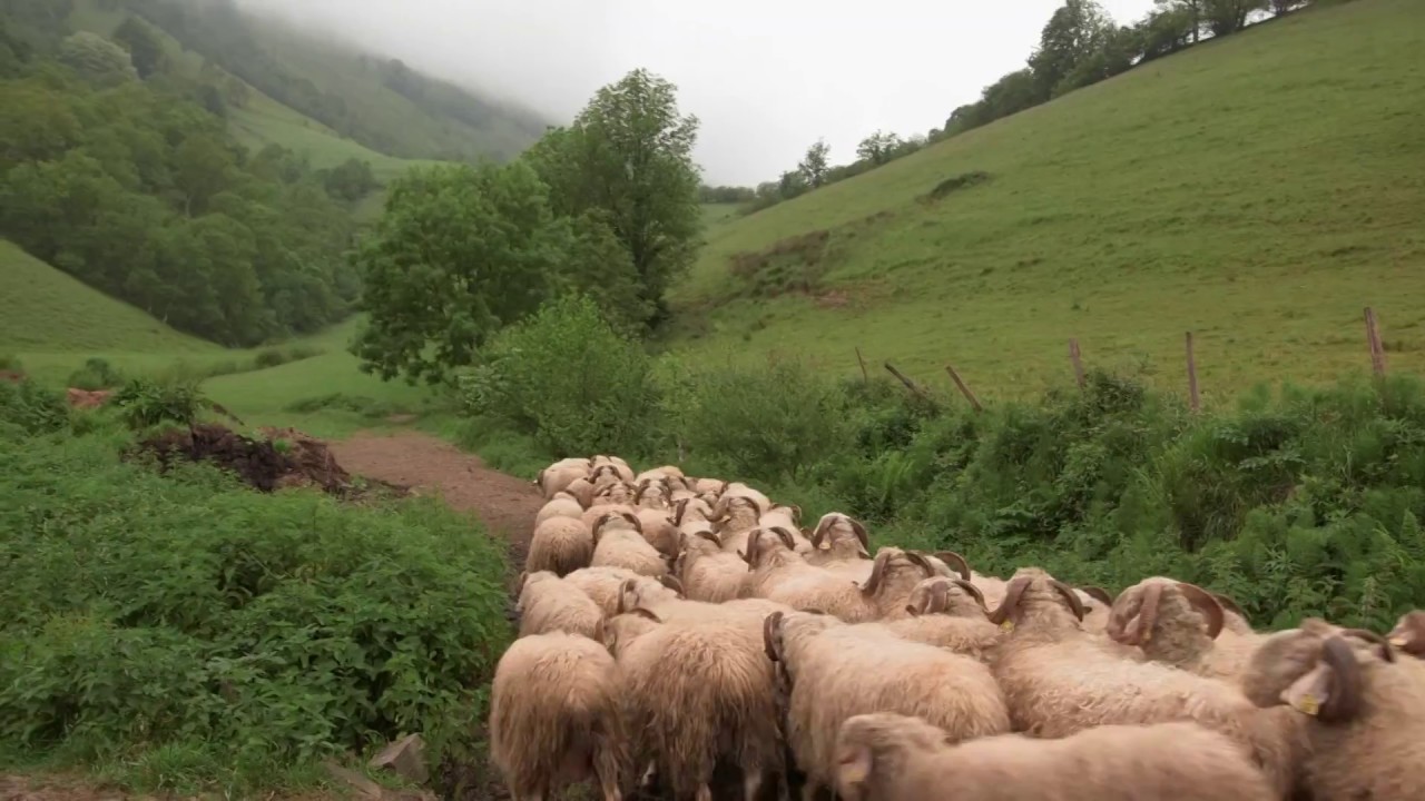 Traditional Shepherd’s cheeses of the Pyrenees, Cheese Slices Preview ...