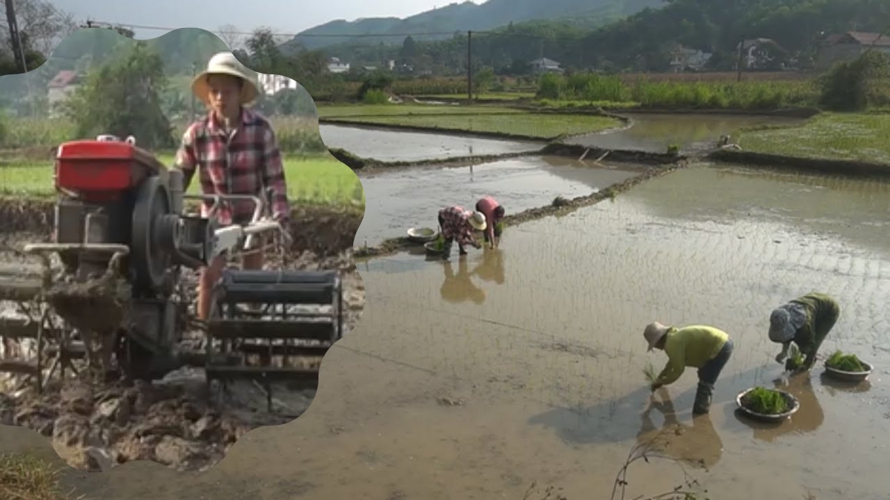 Girl transplanting In the new rice crop - Planting techniques of a girl ...