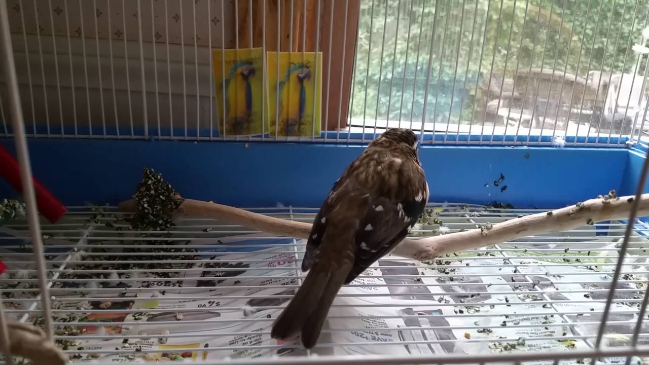 Bird crashes into our window - YouTube