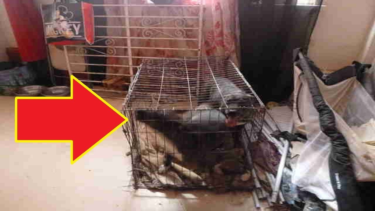 Dogs From Overcrowded Home Can’t Stop Smiling After Being Rescued - YouTube