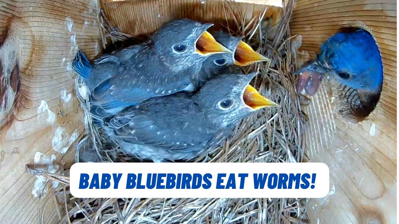 Baby Bluebirds Eat Worms - YouTube