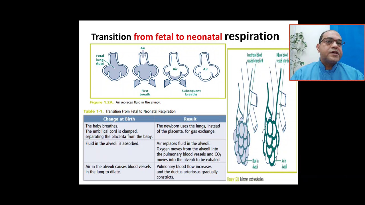 NRP1 Transitions from fetal to neonatal respiration, key points, gas ...