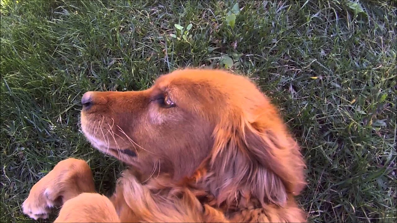 "GoPro Hero HD: Playing With My Golden Retriever Roxy" - YouTube