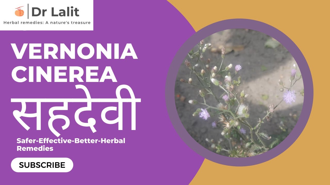 Sehdevi_I Vernonia_cinerea I_ Cure_Dropsy_Fever_Worms_Insomnia ...