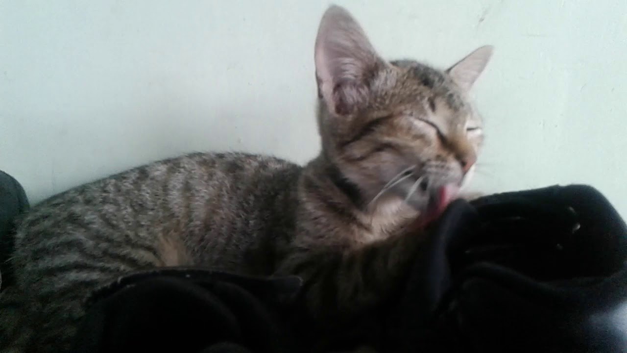 Kucing Bangun Tidur - YouTube