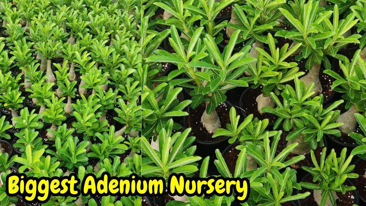 Biggest Online Adenium Nursery In India || - YouTube