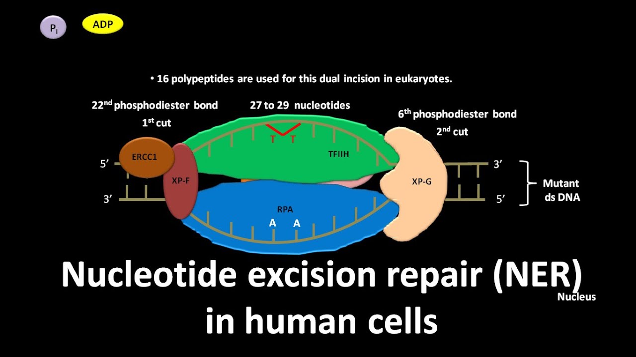Nucleotide Excision Repair In Prokaryotes