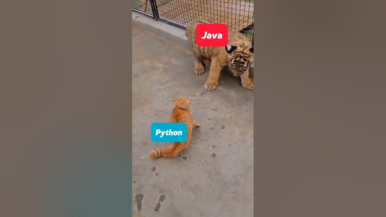 Java Vs Python Coding Status🔥🔥 Coding Code Java Css Js Html Codingstatus Status Shorts Youtube