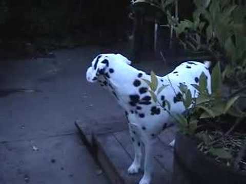 Ditto Crying 2001 - YouTube