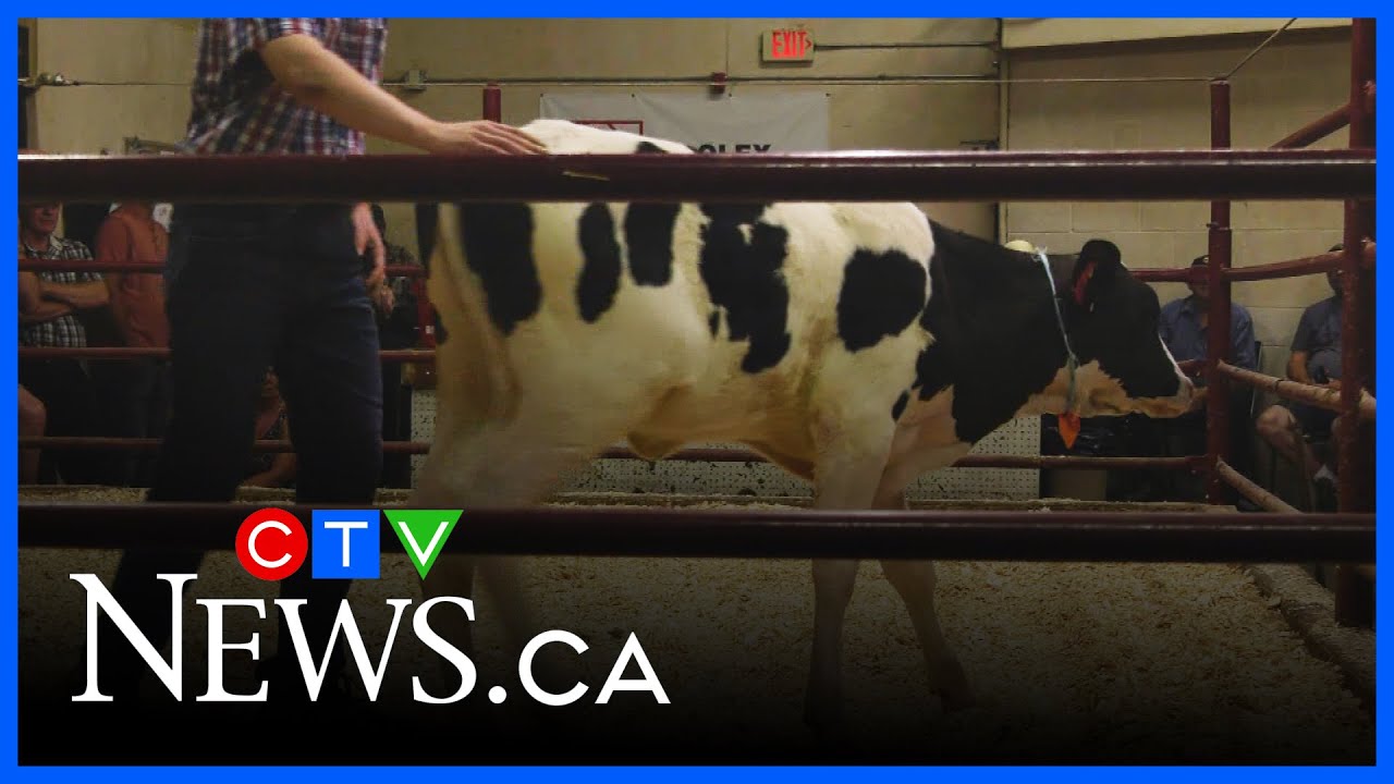 Calf brings in big money on the auction block - YouTube