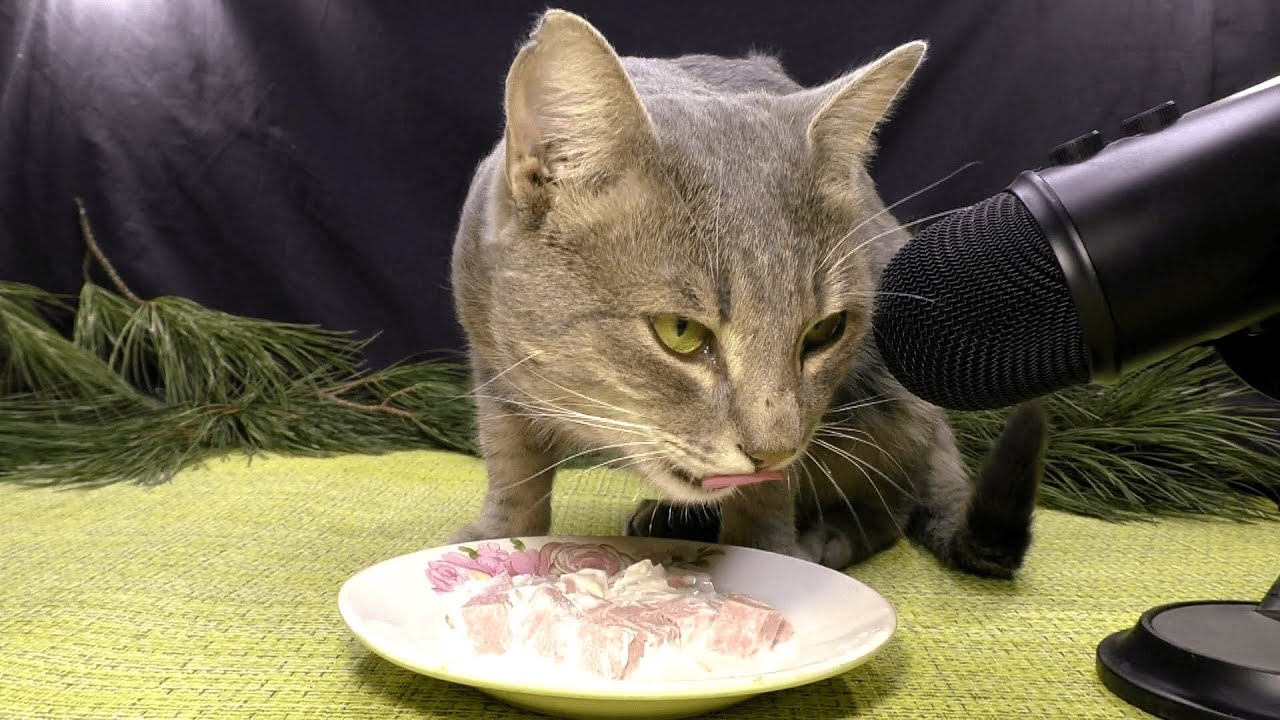 Cat eats sausage with sour cream asmr | Animal asmr 255 - YouTube