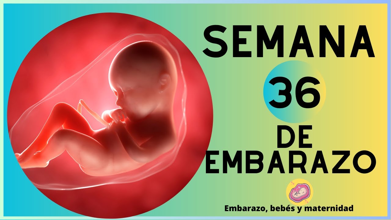 SEMANA 36 DE EMBARAZO | 9no MES | DESARROLLO DEL BEBÉ | EMBARAZO SEMANA ...