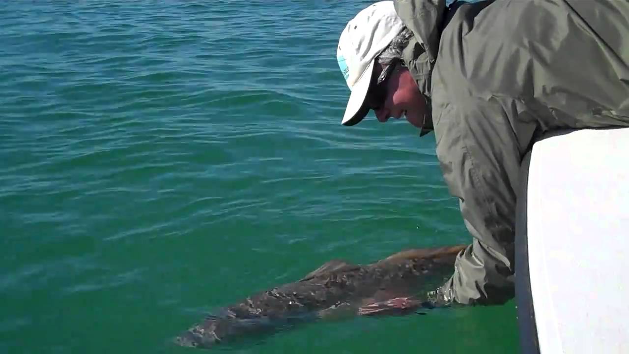 Greg Speer redfish on fly 11 7 10 vid 4 - YouTube