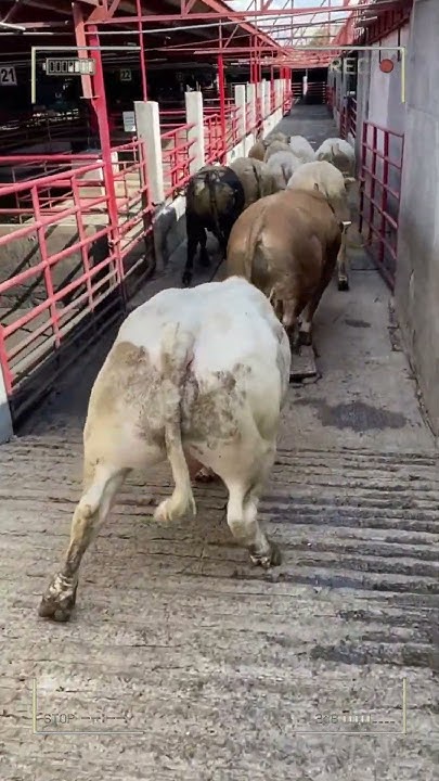 🔴 CHAROLAIS Ganado De Engorde - YouTube