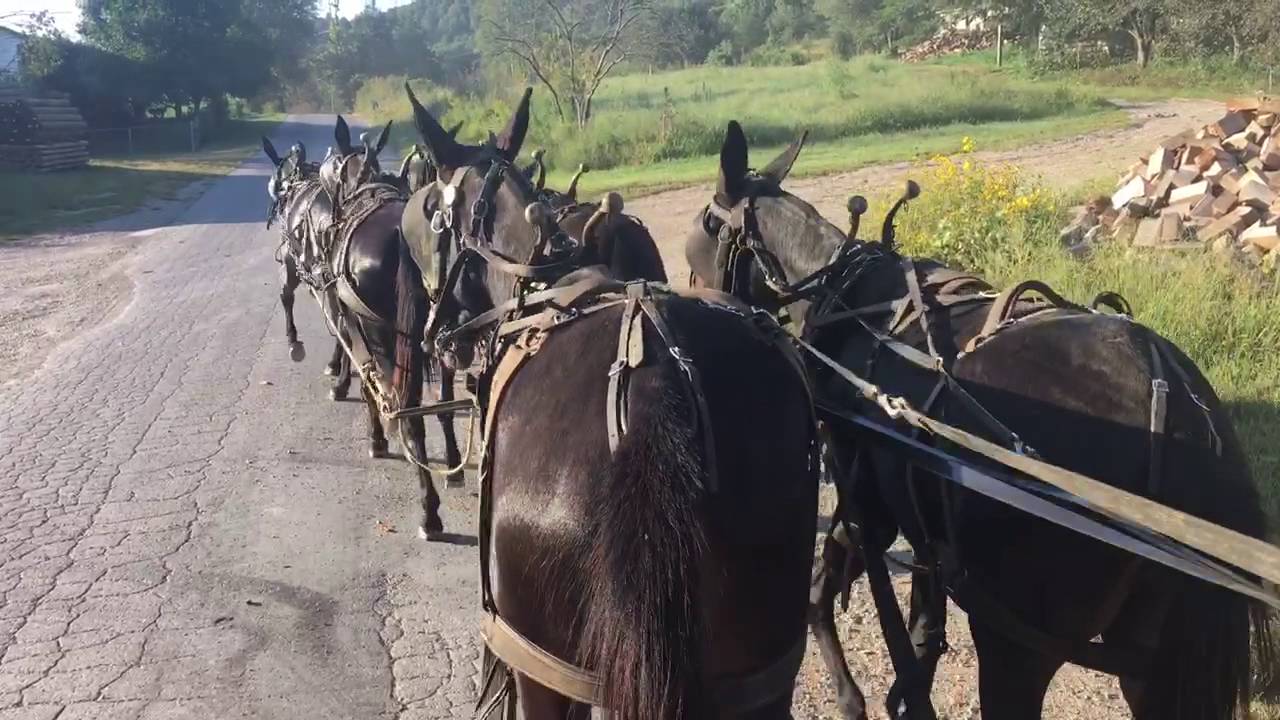 Six mule hitch. For sale. Must see - YouTube