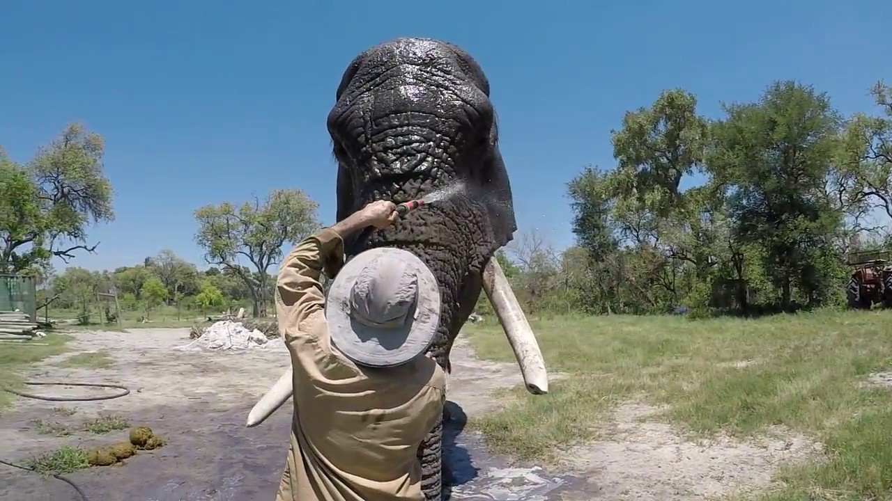 Jabu the Elephant cooling down in Botswana Sanctuary! Living With ...