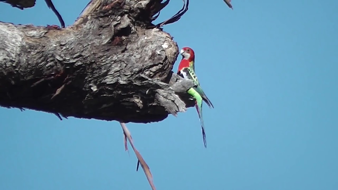 Hunting for Parrots （⌒ ⌒） - YouTube