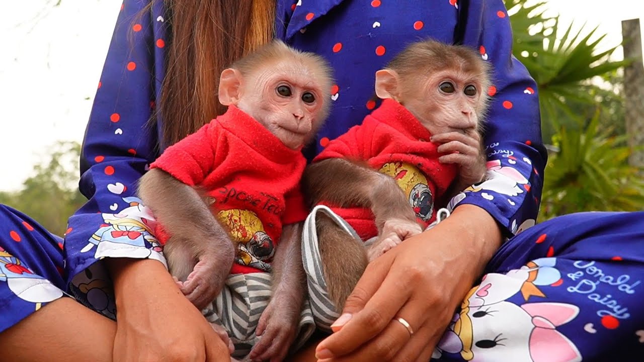 Good Job Mummy Share Memory a Lot of With Two Sibling Monkey In Field ...