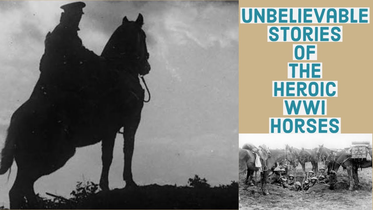 The Unbelievable Horses! Heroic WWI Horses | True Stories | Equestrian ...