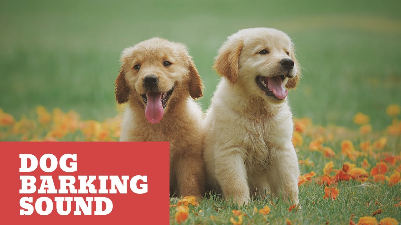 Real Dogs Barking Sound | Angry Dog Barking Sound Effects | Funny Dogs ...