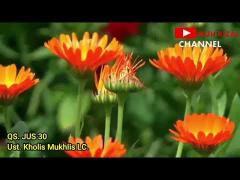 Murottal Juz 30 Ust. Kholis Mukhlis LC. Pesantren Hidayatullah, Sangat MERDU bikin mewek dijamin,