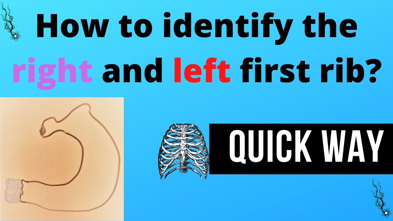 How to Identify the right and left first rib (Quick Way!!!) - YouTube