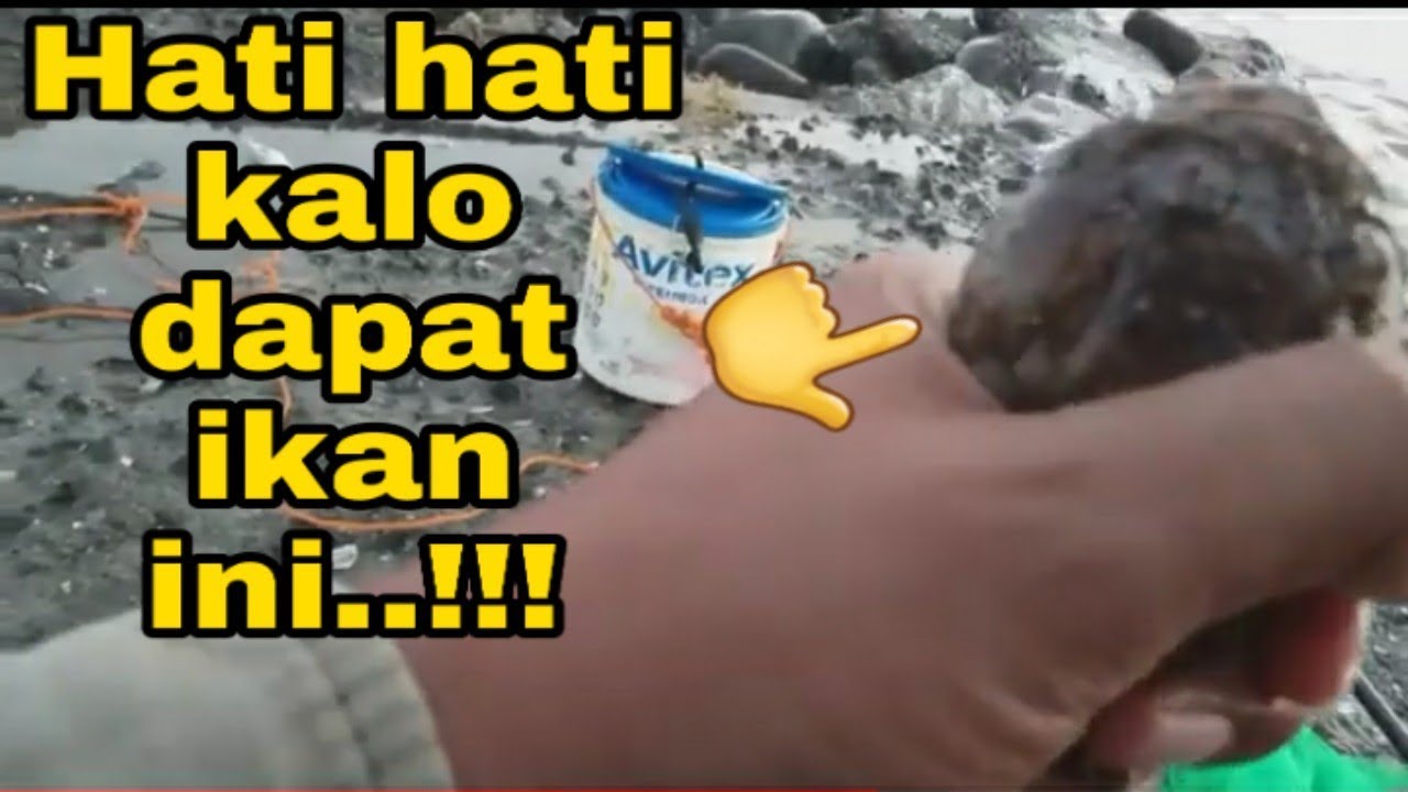 Hati hati kalo dapat ikan ini..!!! mancing pake umpan udang hidup ...