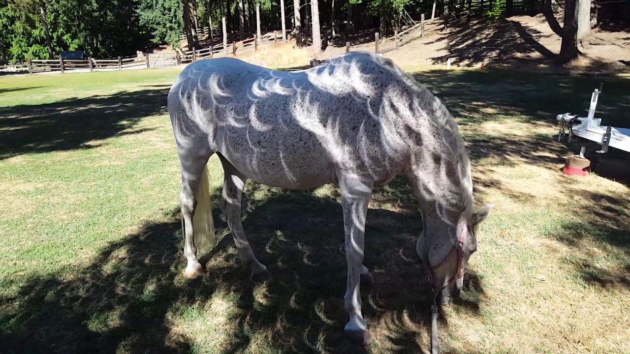 Solar Eclipse 2017 on a horse - YouTube