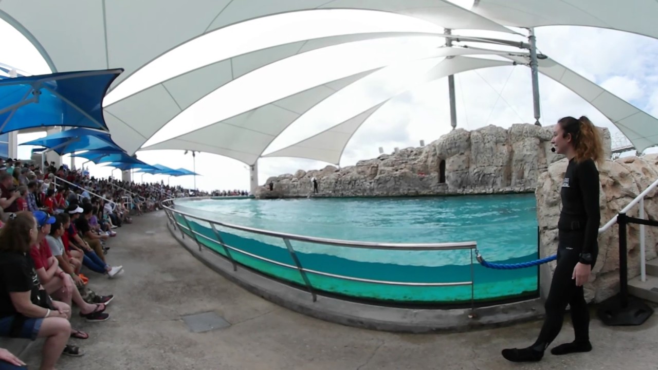 Can You Swim With Dolphins At South Padre Island at Charlotte Thrower blog