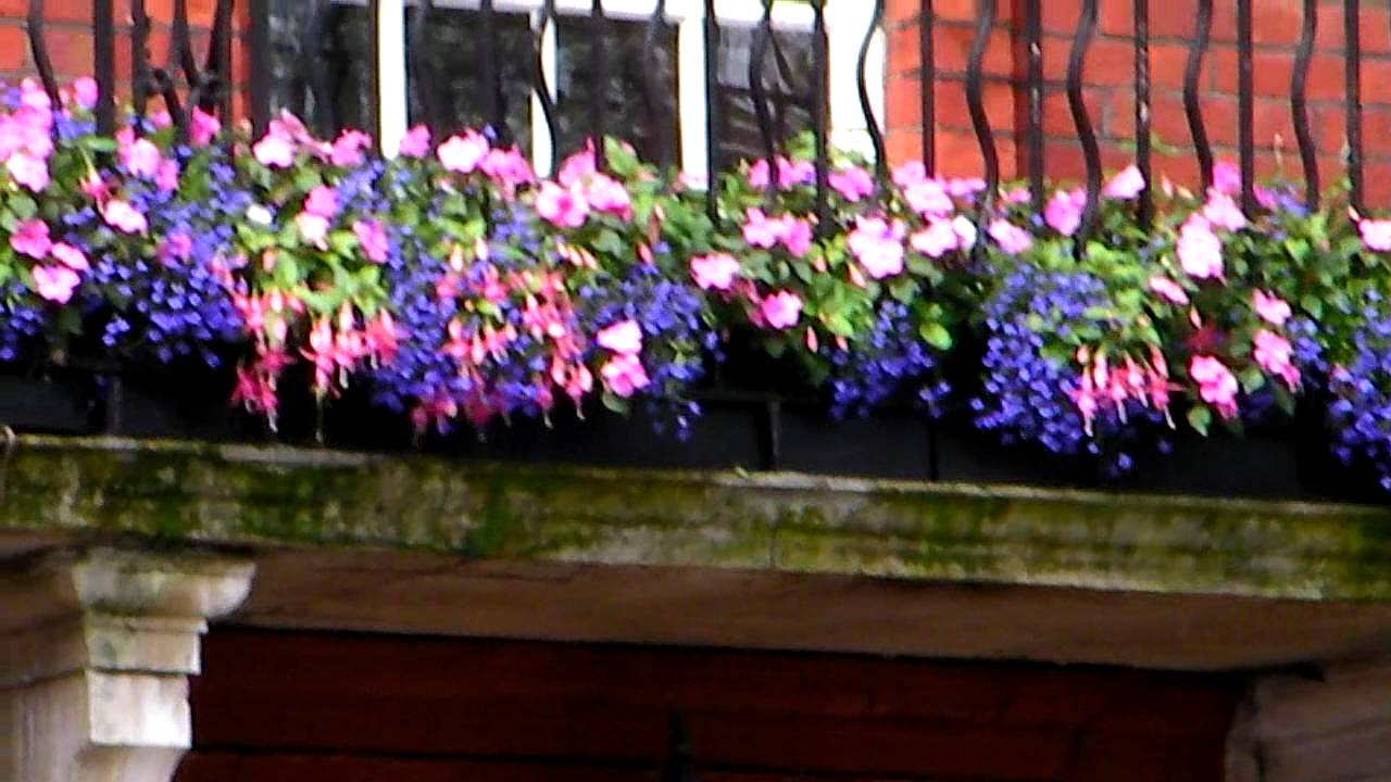 pretty flowers window boxes. - YouTube
