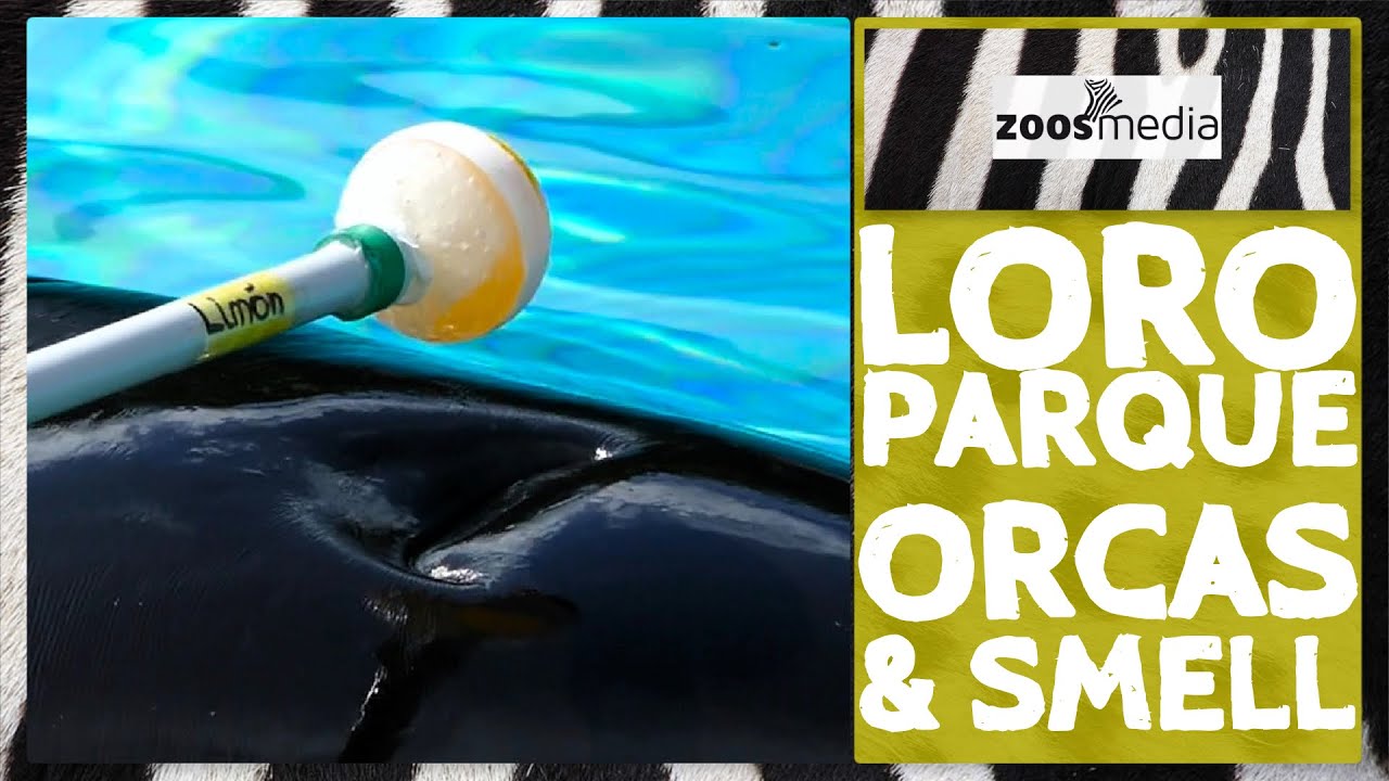 Können ORCAS riechen? Forschung im Loro Parque | zoos.media - YouTube