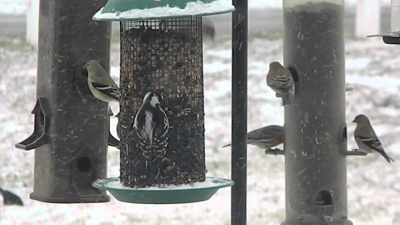Birds In Snow Storm - YouTube