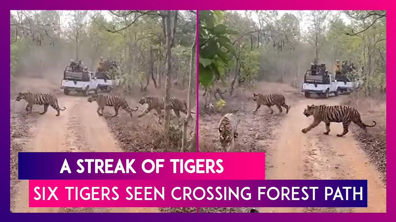 A Streak Of Tigers: IFS Officer Shares Video With Six Tigers Crossing ...