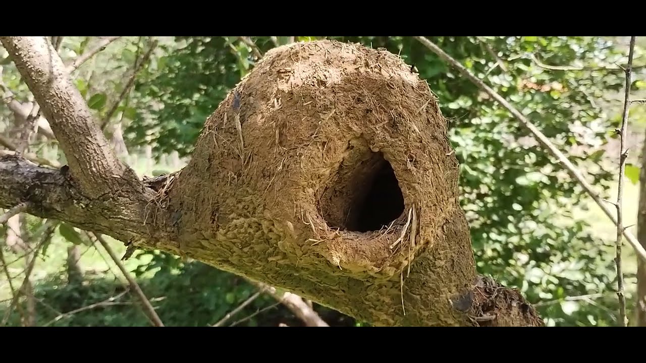 olha o NINHO DO JOÃO DE BARRO - YouTube